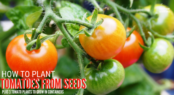 How to Grow Tomatoes from Seed (A Beginner Gardener Guide)