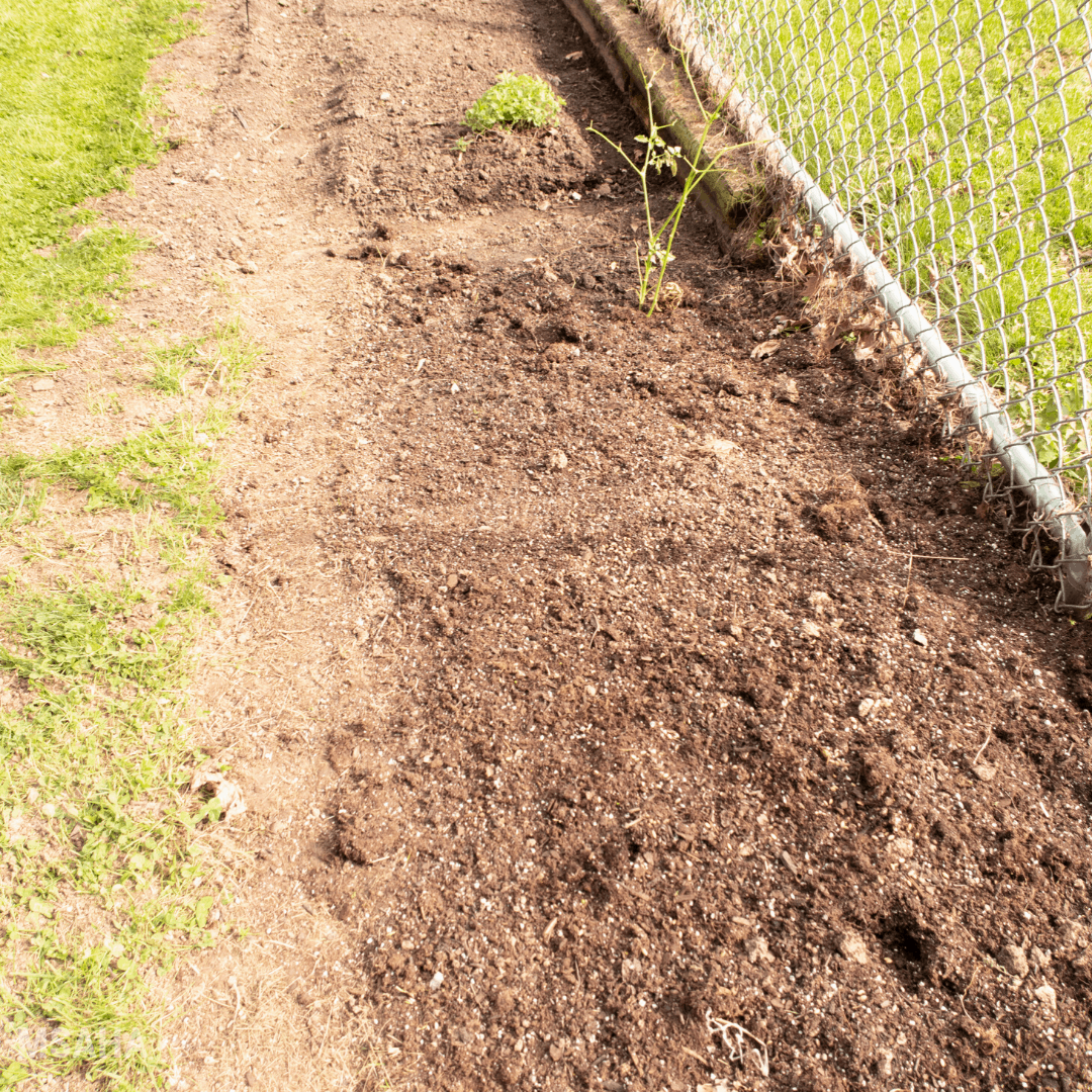 Benefits of Using Garden Cover Crop Seeds In Your Home Garden