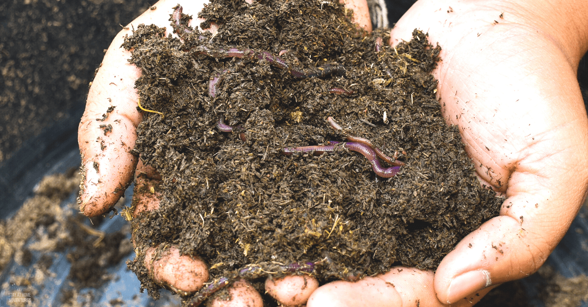 5 Ways to Attract More Earthworms to Your Garden 5 Ways to Attract More Earthworms to Your Garden