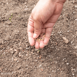 Benefits of Using Garden Cover Crop Seeds In Your Home Garden