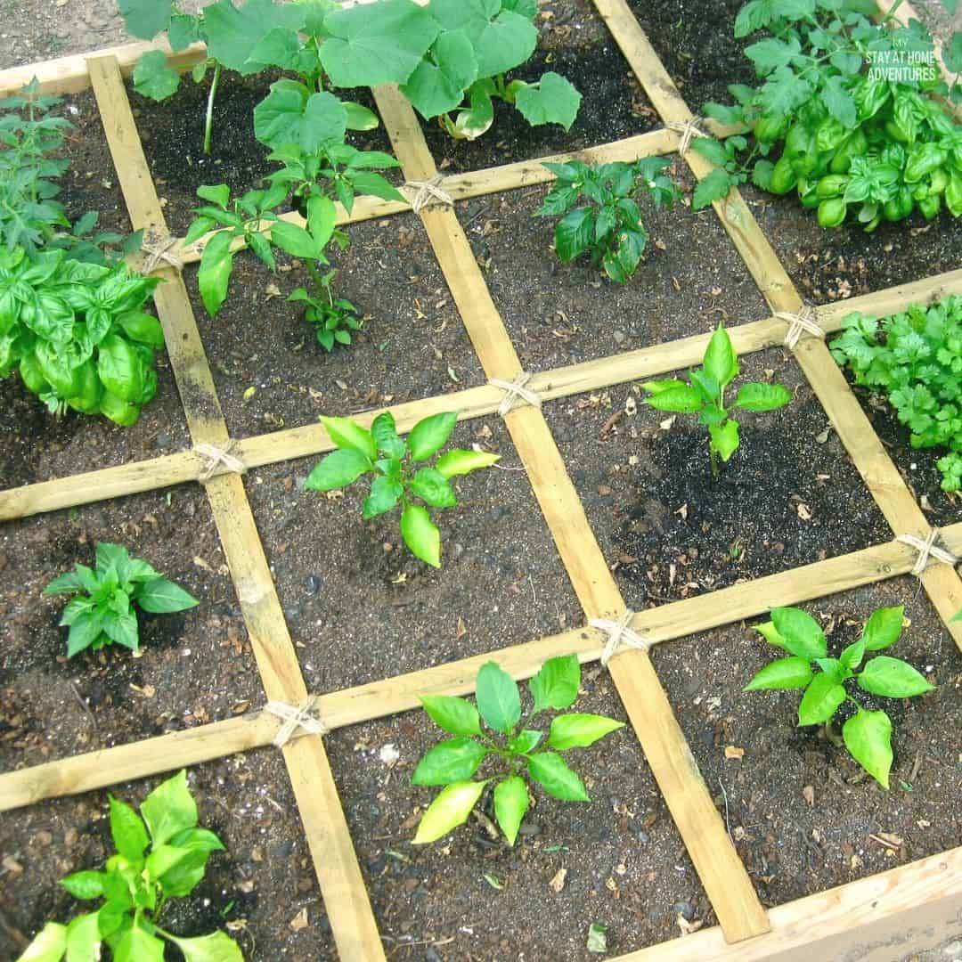 How to Start A Square Foot Garden (A Begginer Guide)