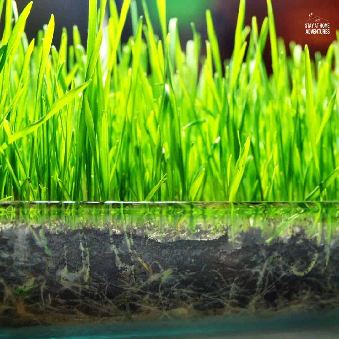 How to Grow Wheatgrass in Your Home * My Stay At Home Adventures