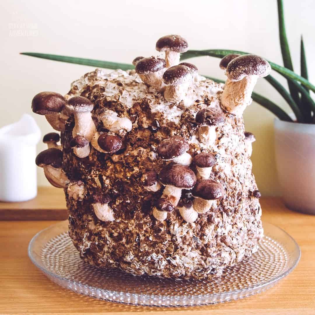 How to Grow Mushrooms at Home * My Stay At Home Adventures