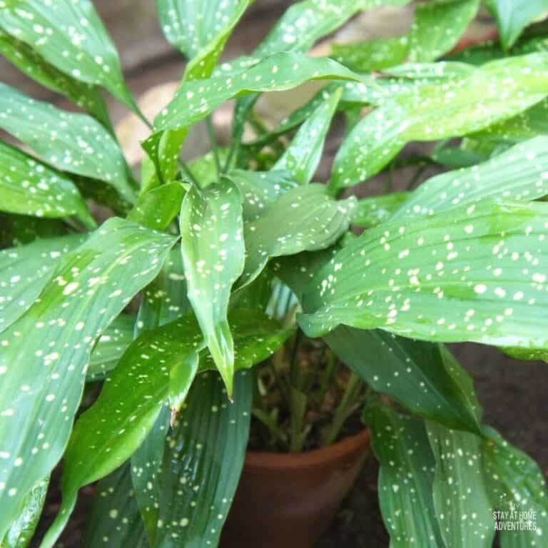 20 Best Low Light Houseplants * My Stay At Home Adventures