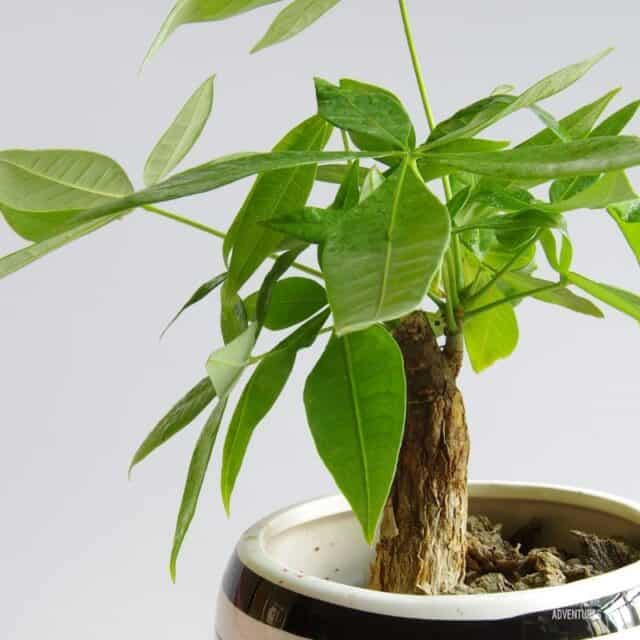 20 Best Low Light Houseplants * My Stay At Home Adventures