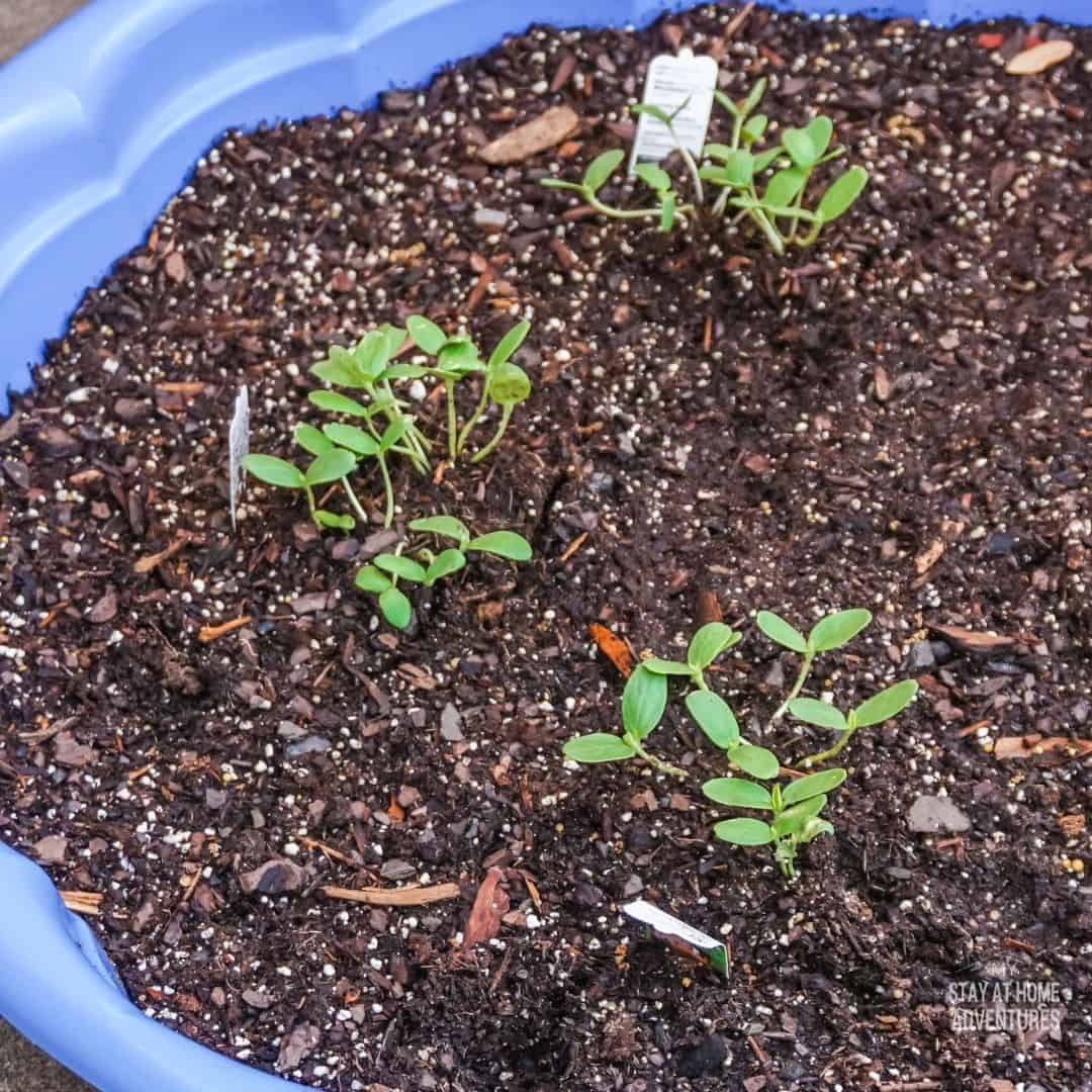 Creative Ways to Start a Garden Using Kiddie Pools