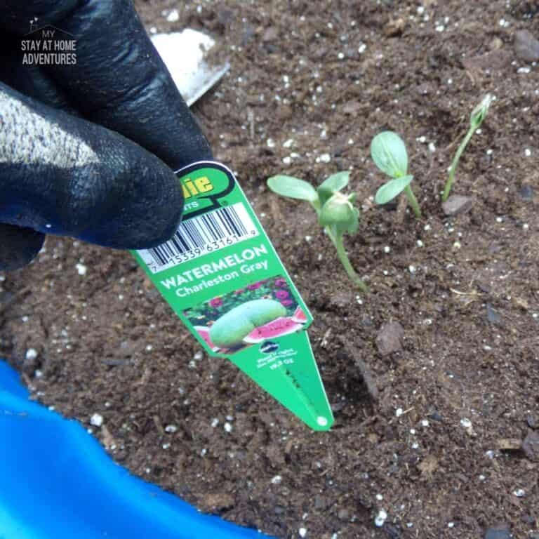 Creative Ways to Start a Garden Using Kiddie Pools
