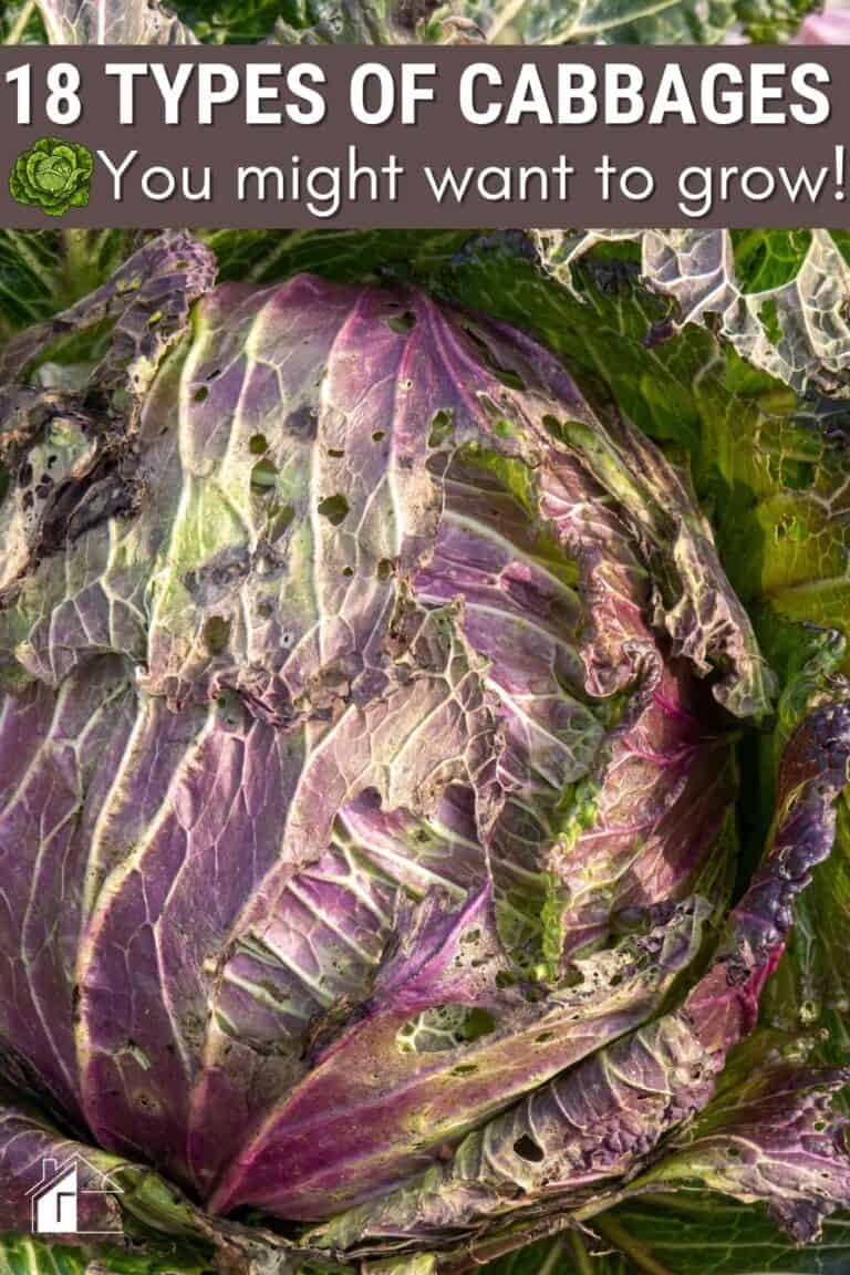 18 Types of Cabbage to Grow! * My Stay At Home Adventures