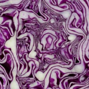 18 Types of Cabbage to Grow! * My Stay At Home Adventures