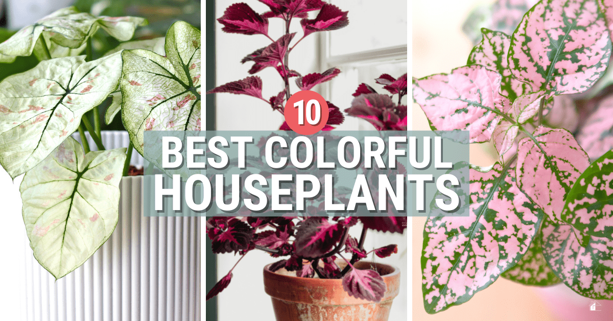 Top 10 Colorful Houseplants You’re Going to Love in Your Home