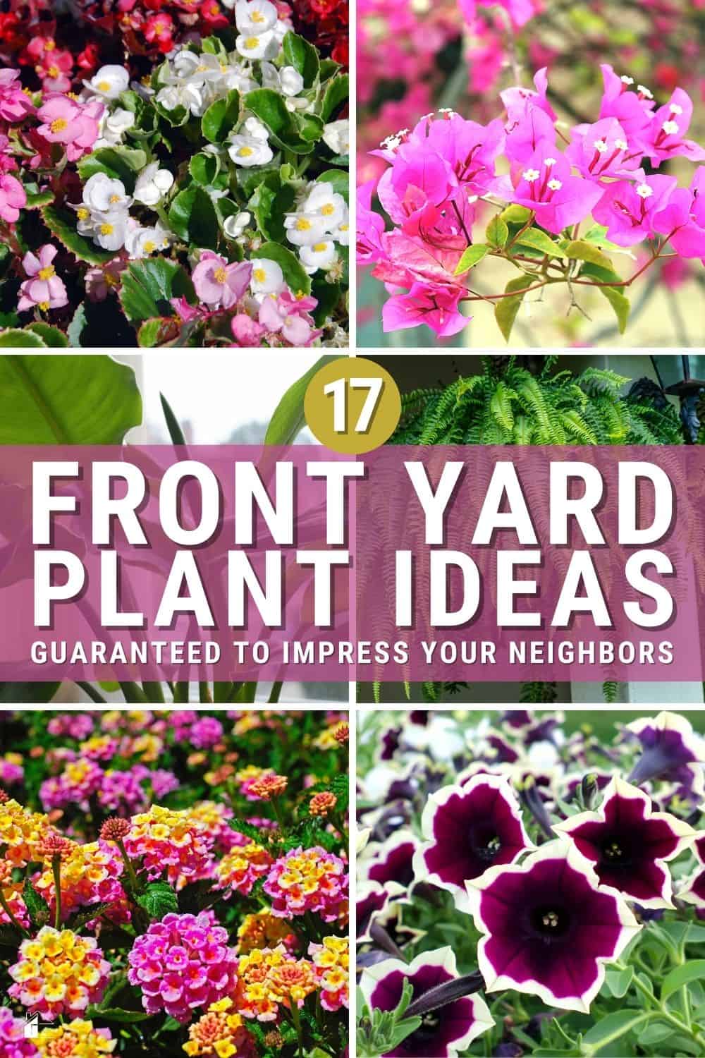 17 Stunning Front Yard Plant Ideas Guaranteed to Impress Your Neighbors