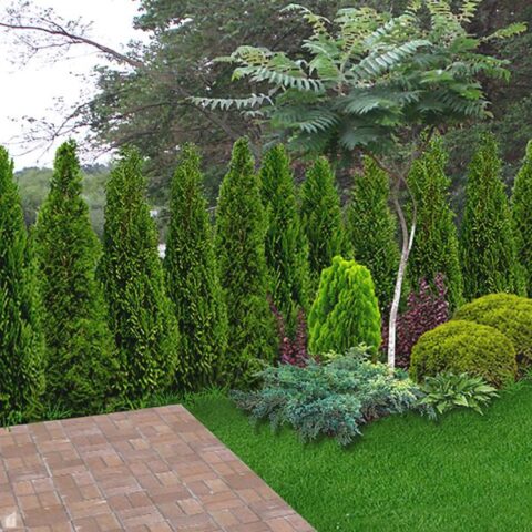 The Best Privacy Ideas for the Front Yard