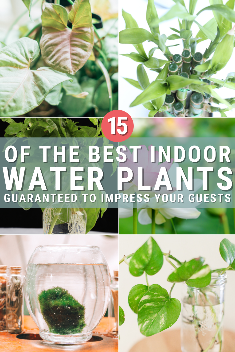 Types Of Indoor Water Plants