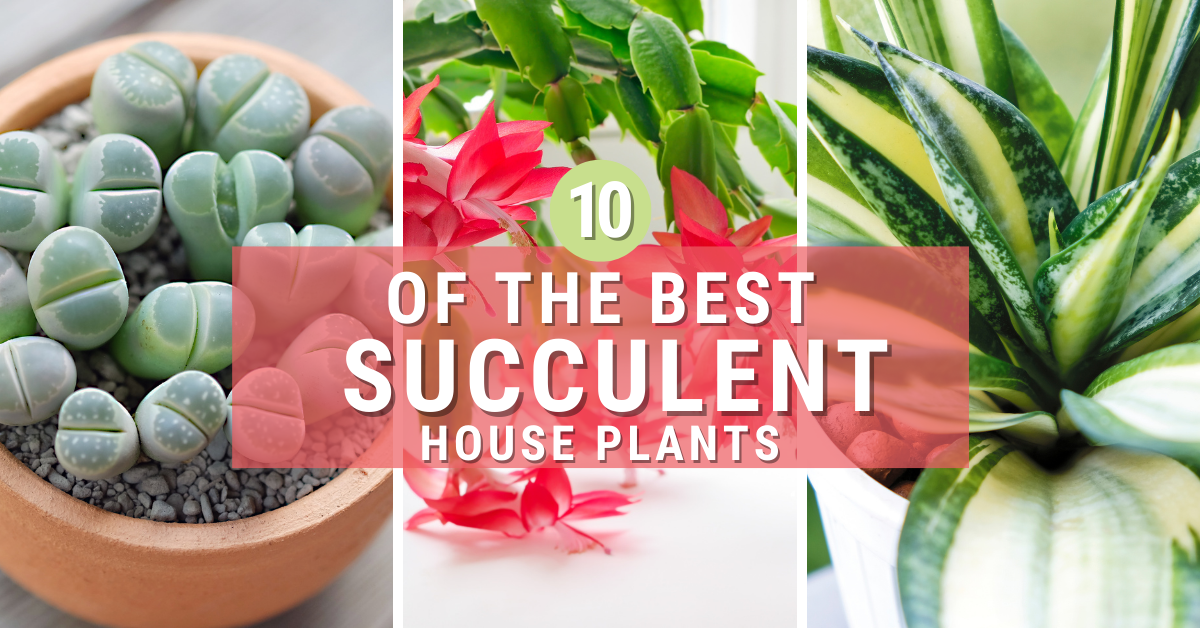 Succulent House Plants: Tips for Keeping Your Succulents Alive