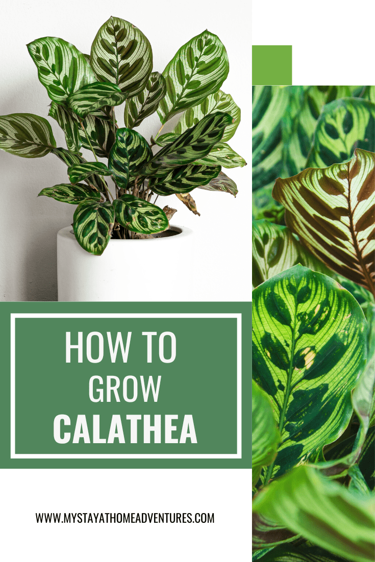 How to Grow Calathea * My Stay At Home Adventures