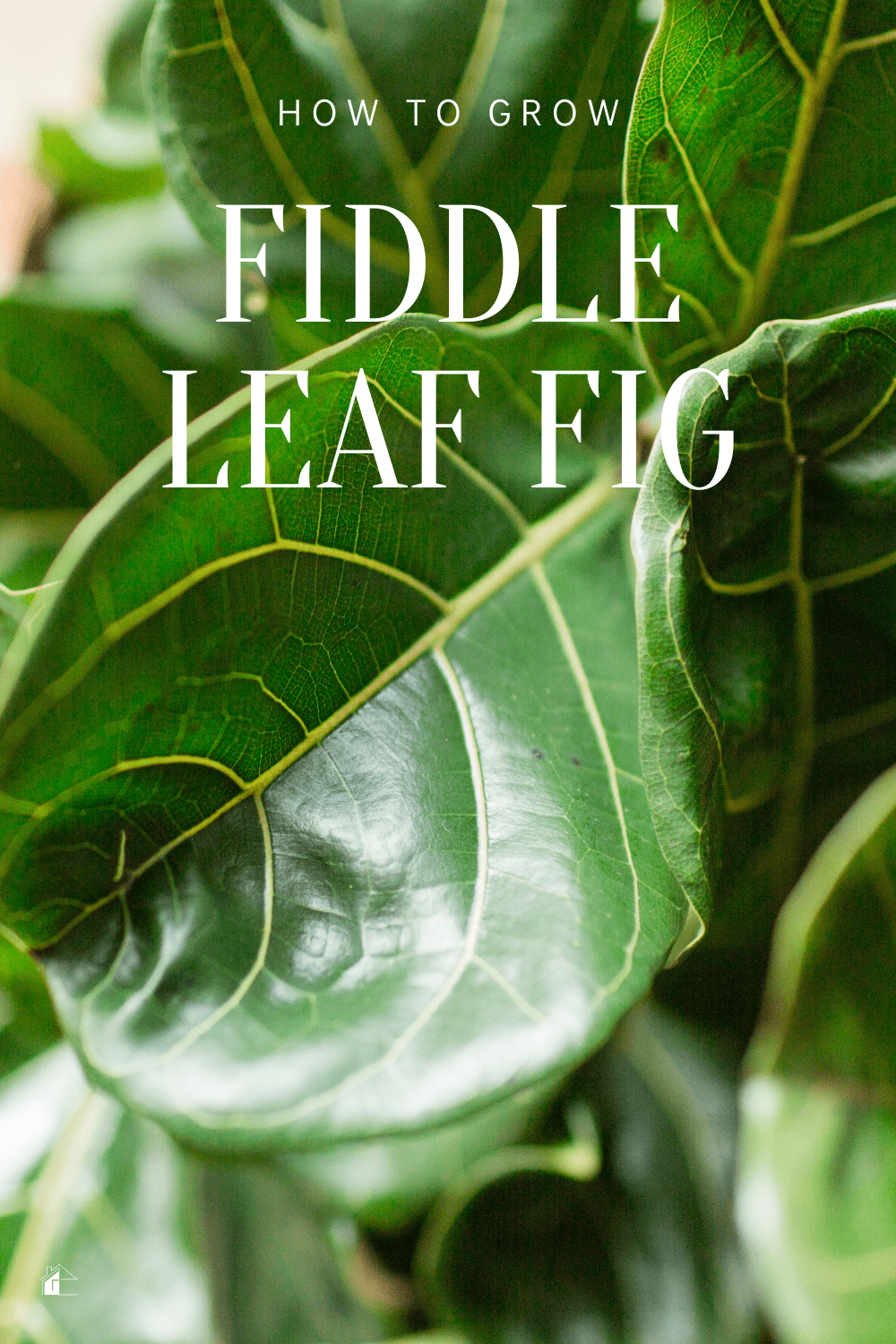 How to Grow Fiddle Leaf Fig * My Stay At Home Adventures
