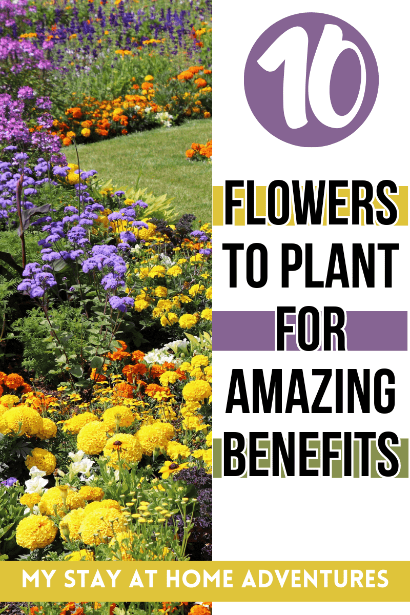 Importance Of Planting Flowers at Hayley Kathleen blog