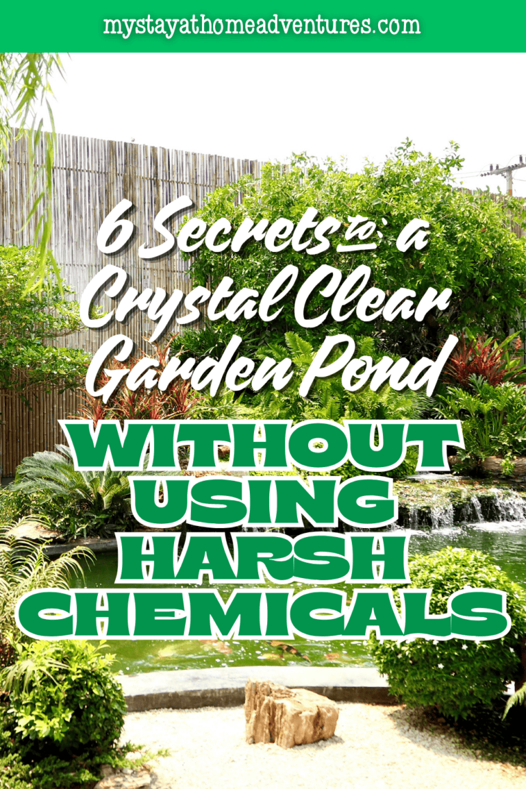 6 Secrets to a Crystal Clear Garden Pond Without Using Harsh Chemicals ...